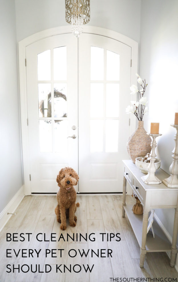15 Best Pet Cleaning Tips Every Pet Owner Should Know - The Southern Thing